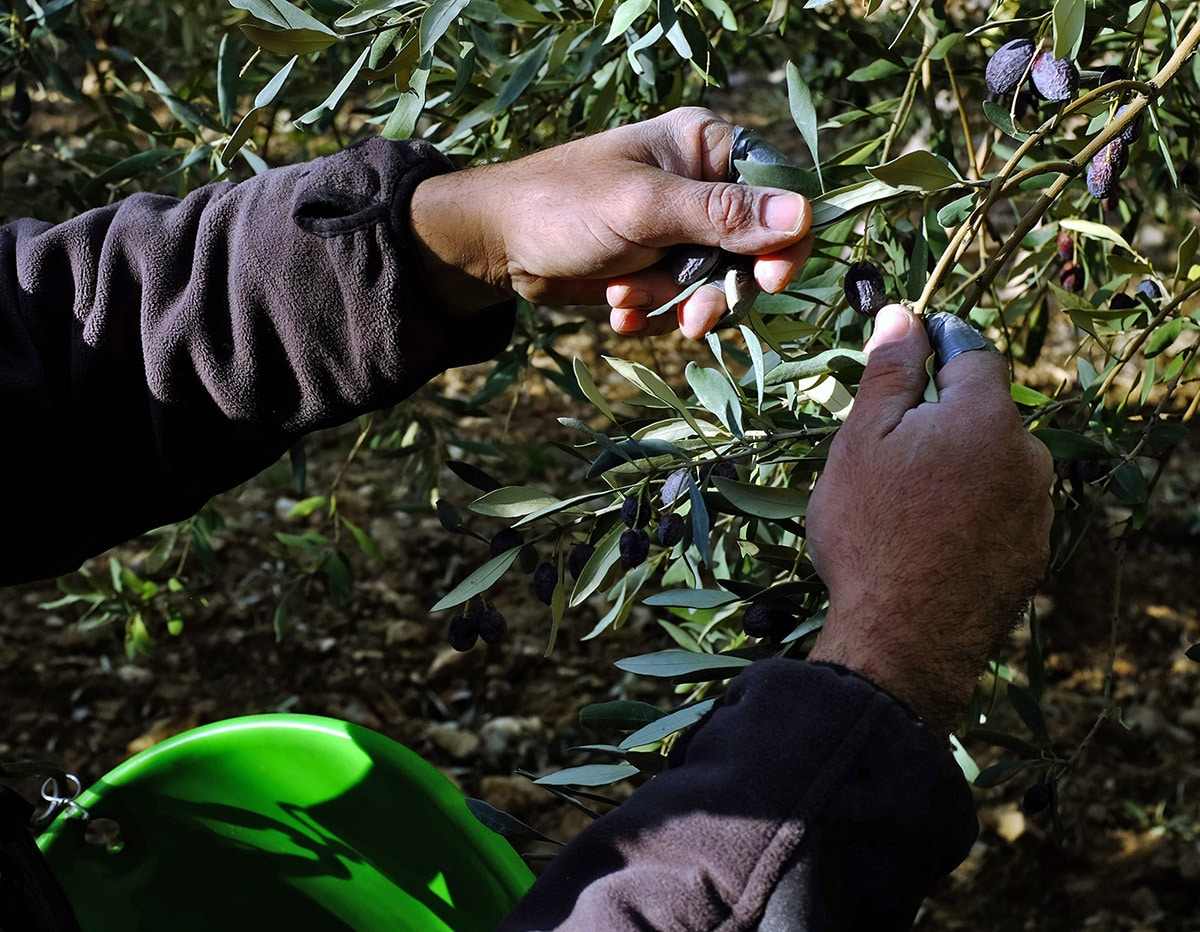 Huiles et Olives | Du verger à l'assiette - Huiles-Et-Olives.fr